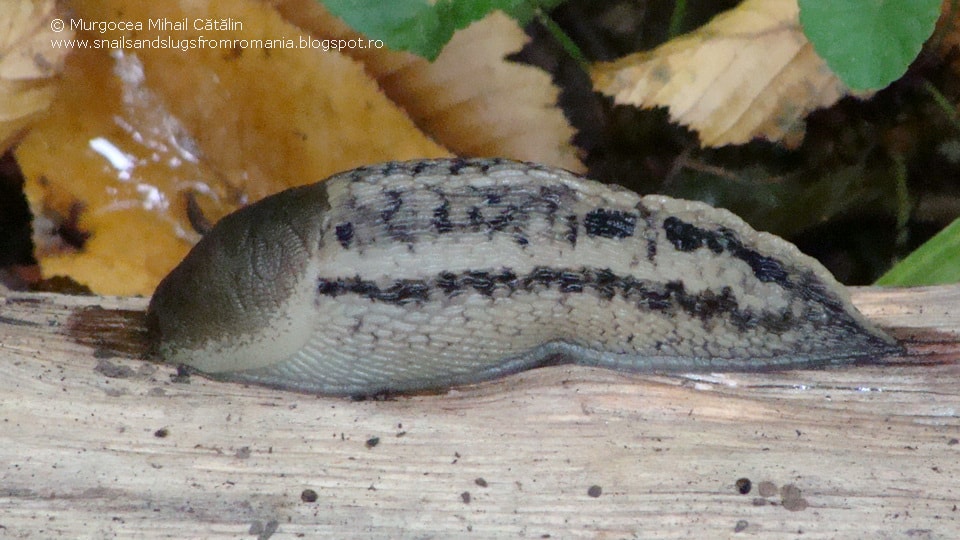 Snails and Slugs from Romania: Limax (Limax) cinereoniger