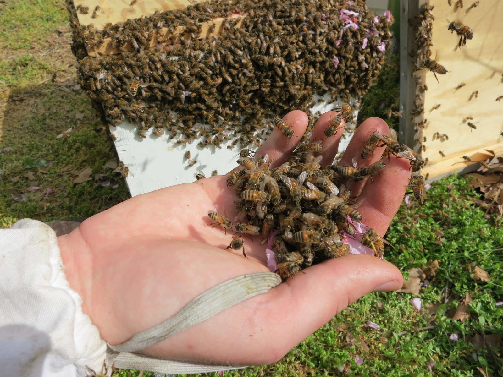 BoroughBees: 4/20 Smoke Bees Erryday