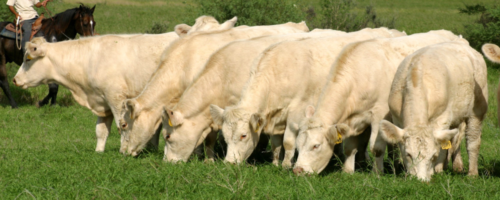 Forraje Verde Hidropónico: Ventajas y Desventajas del FVH