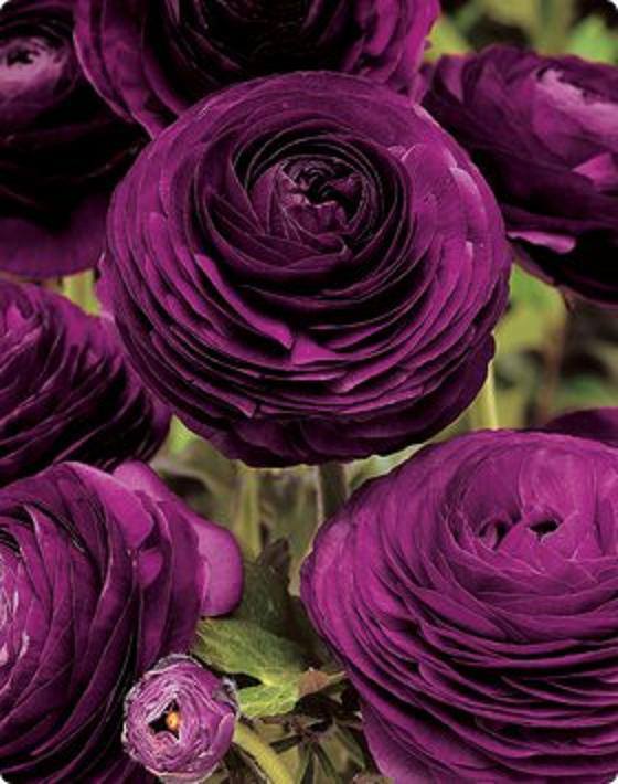 Flowers World: Ranunculus asiaticus 'Victoria Purple Shades
