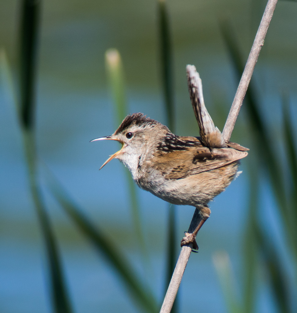 Len's Lens - Confessions of a digiscoper: Marin CA: Marsh Wren ...