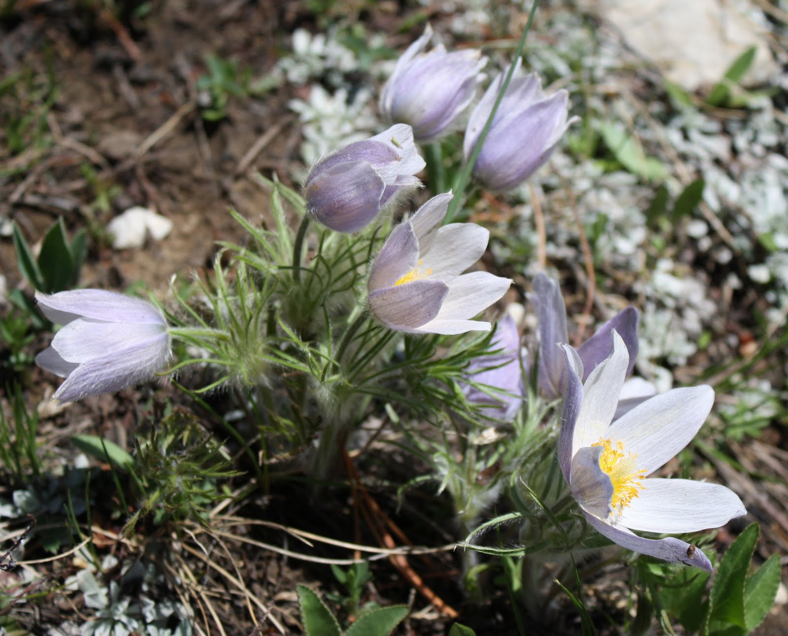 Living and Dyeing Under the Big Sky: Picket Pin Road