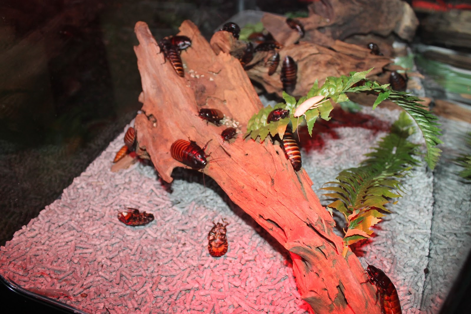 MINNESOTA BABY: Mega bugs return to the singapore science centre.