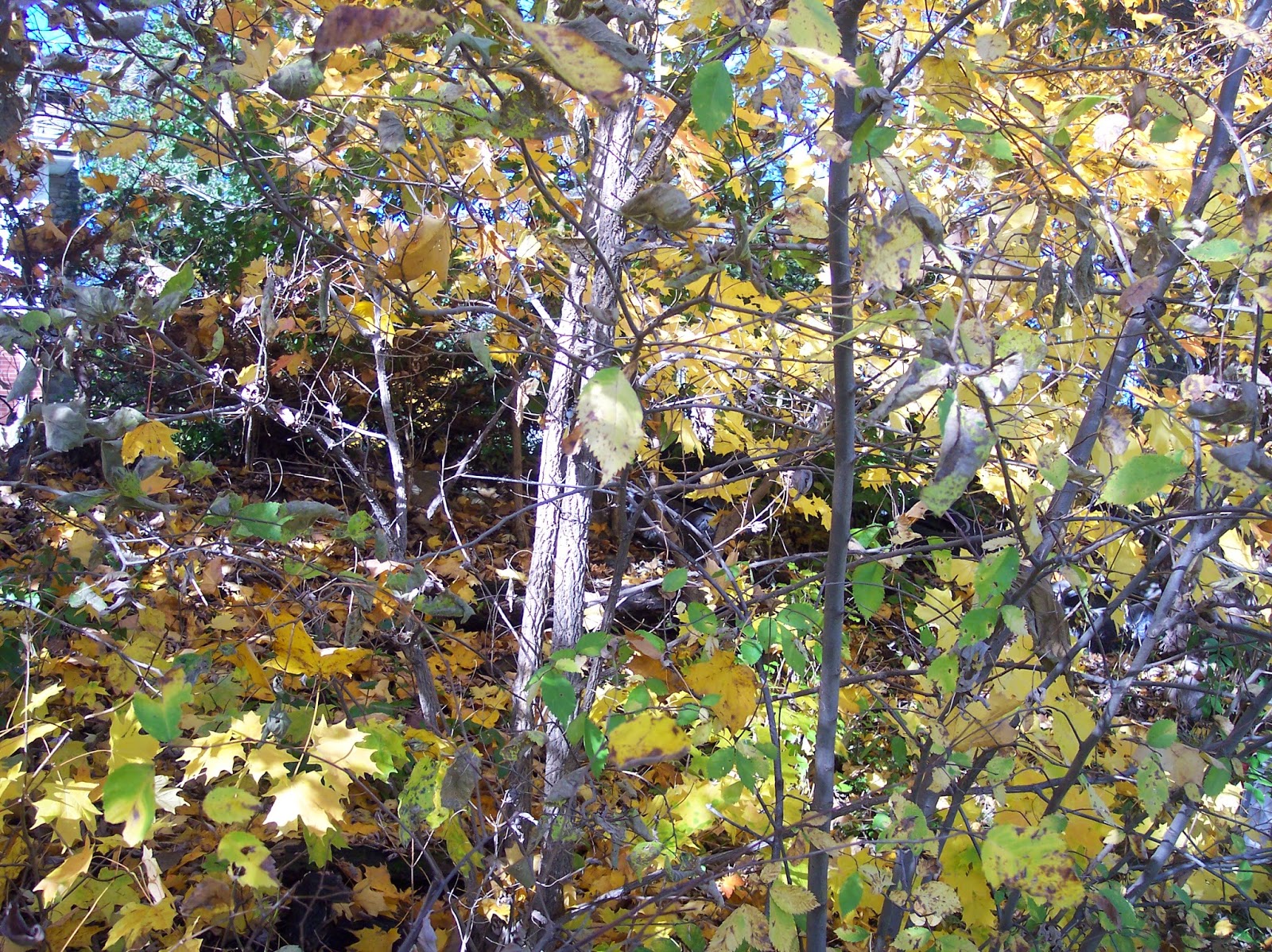 Pine View Angus Farms