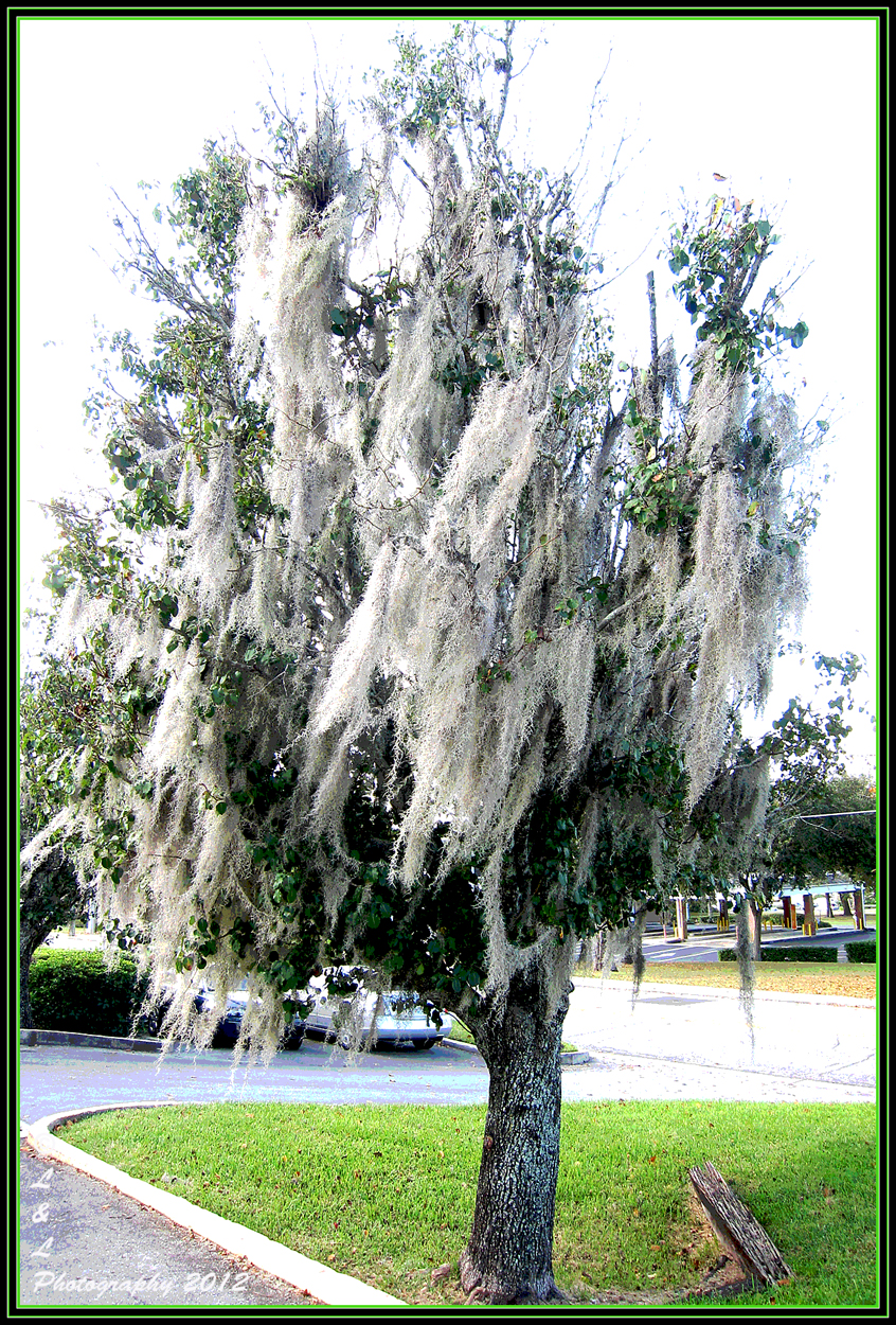 Trees That Look Like Hair at Carlos Pratt blog