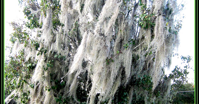 Ocala, Central Florida & Beyond: A very hairy tree