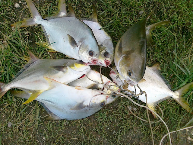 PANCING BAWAL MAS KOLAM SG SEMBILANG