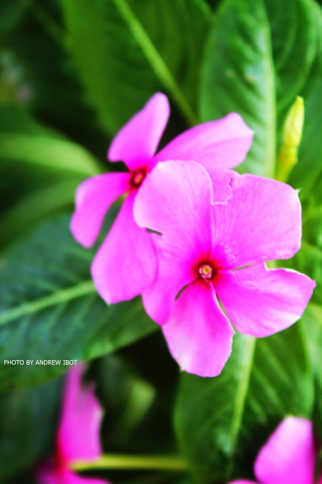 Ako si ANDREW IBOT!: Pandakaki-puti ( Tabernaemontana pandacaqui Poir.)