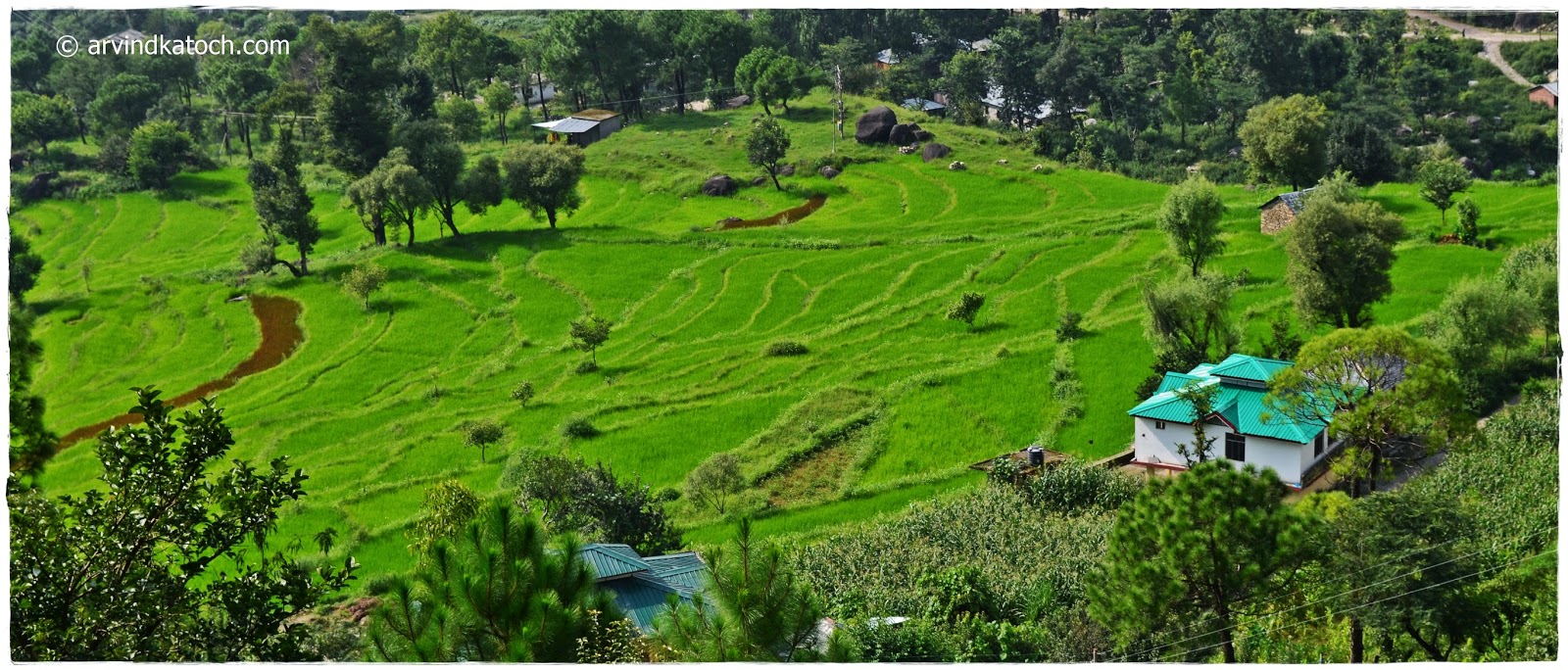 Beautiful Rice Fields of Himachal Pradesh