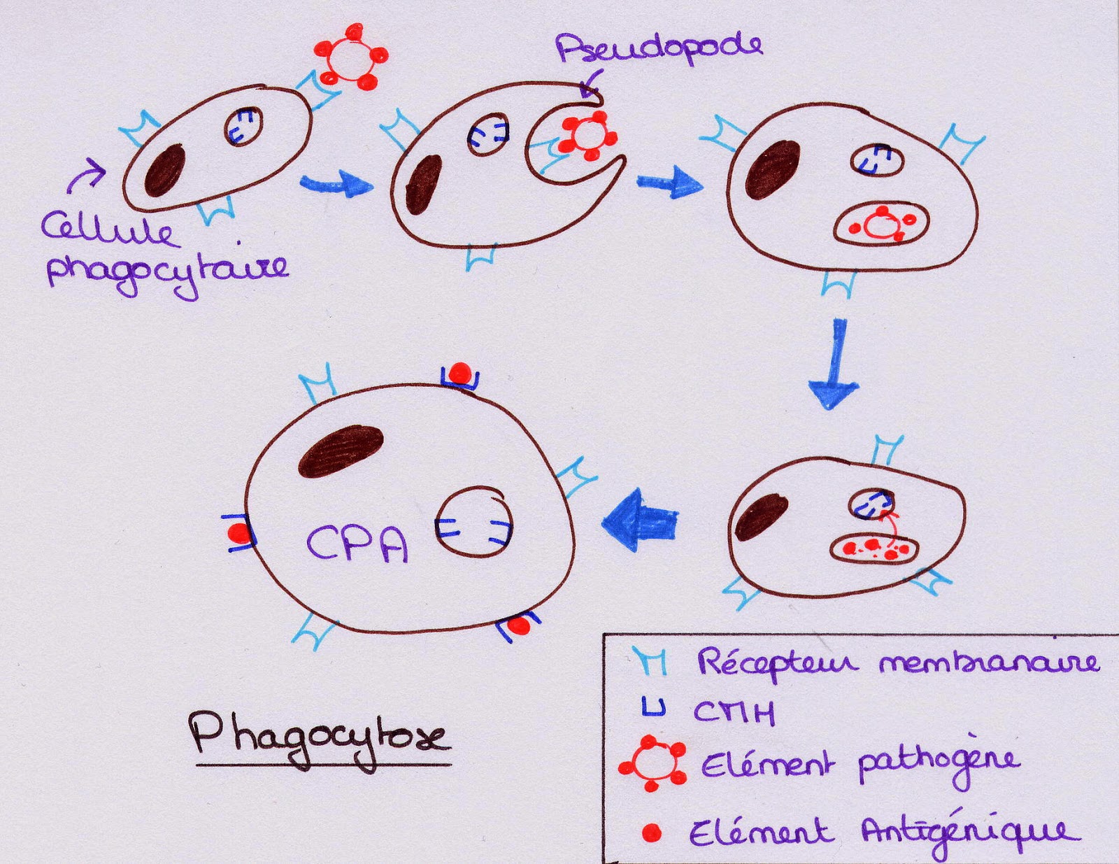 Quand la grippe t'agrippe !: Immunité adaptative