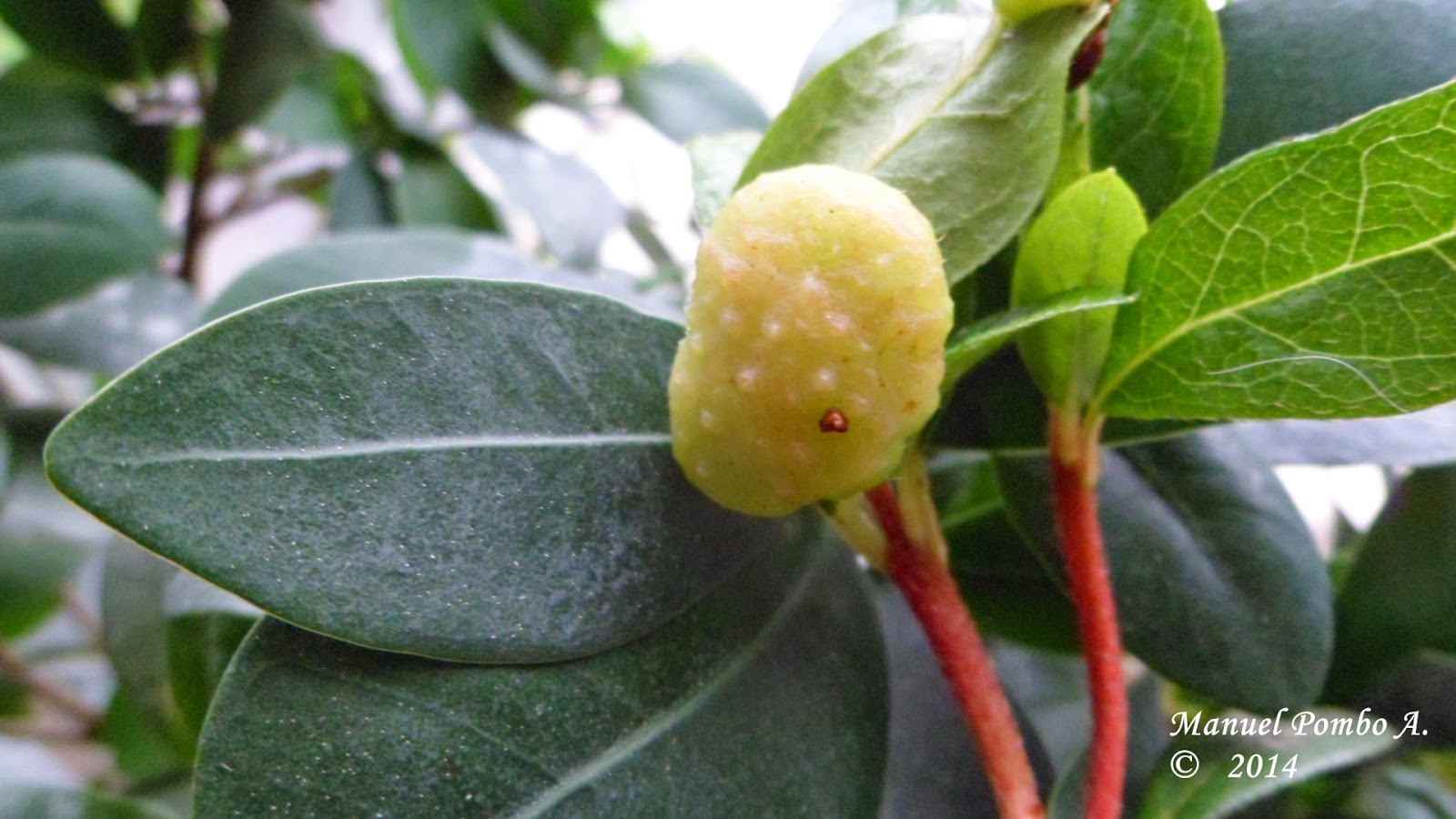 Un micólogo aficionado: Exobasidium rhododendri
