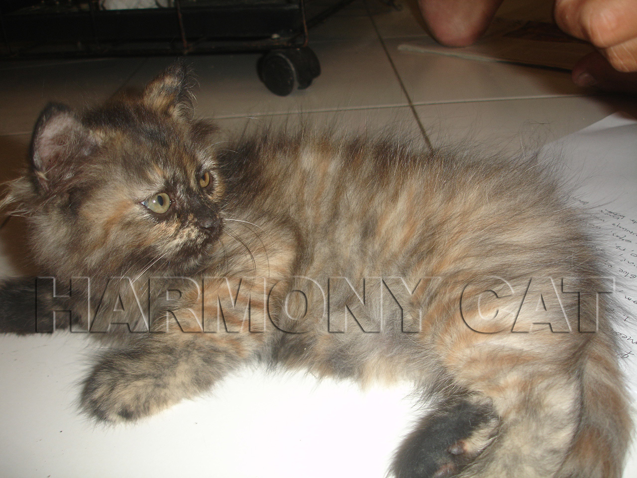 Hamster Dan Kucing Persia Murah Surabaya: DI JUAL KUCING BETINA BLACK ...
