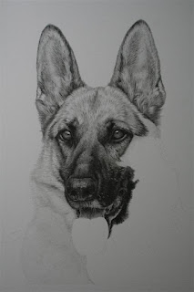 Clive Meredith Wildlife Art: pencil drawing update