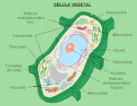 Biología EPO 259: La célula vegetal