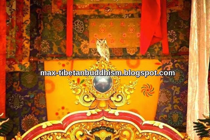 Tibetan Buddhism and Culture: Mysterious Owl Appeared On Guru Rinpoche Day