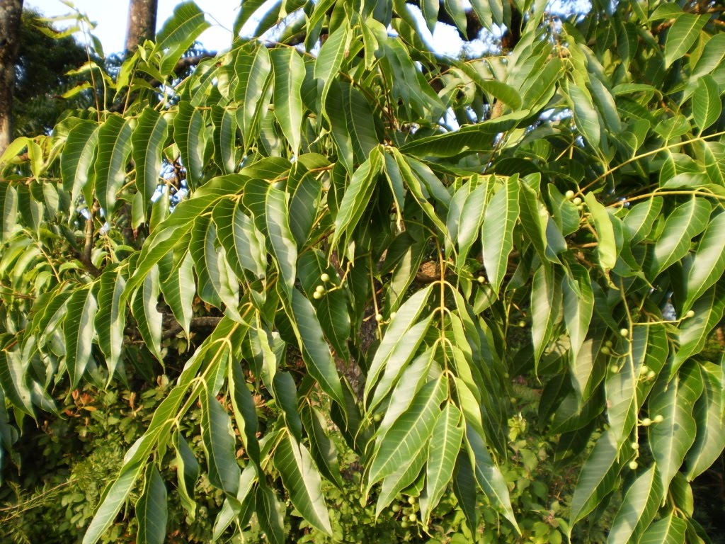 PLANET GREEN EARTH: Toona ciliata