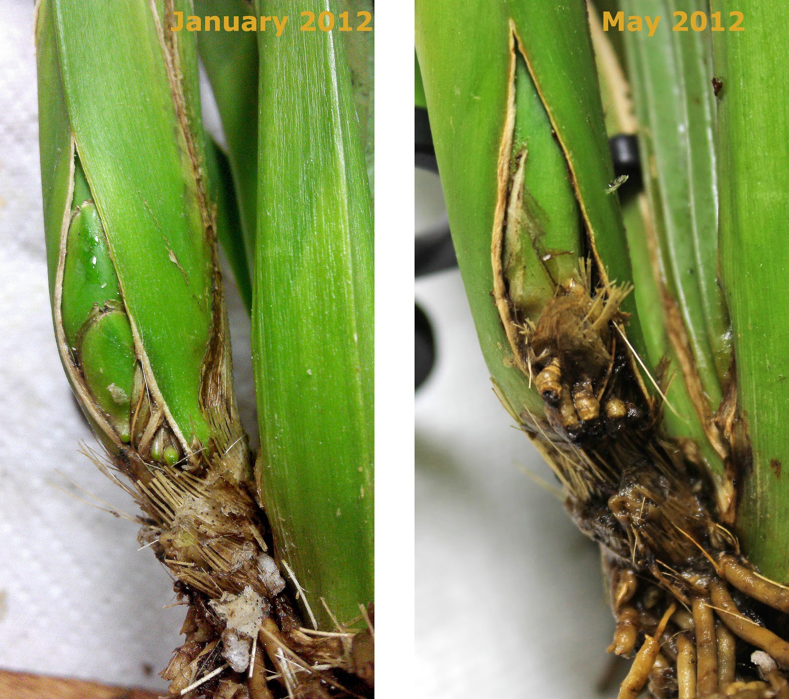 Maria's Orchids: Repotting my oncidiums into proper media