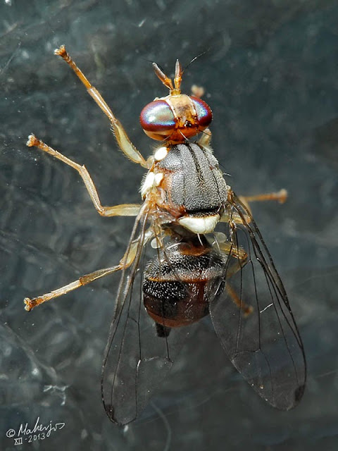 Biodiversidad Costa Granadina y ... (Fauna): Mosca del olivo ...