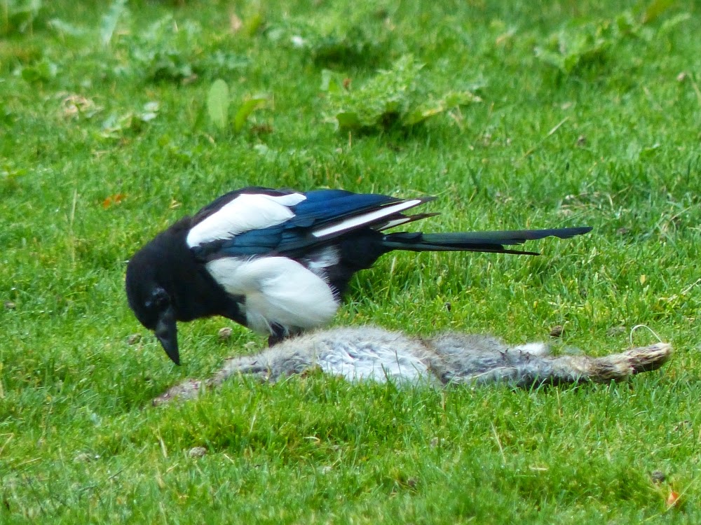 Kensington Gardens and Hyde Park birds