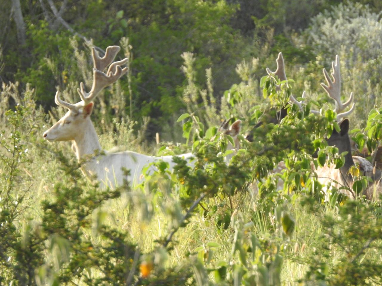 Cazador Mexicano: Fauna del rancho la Ciénega