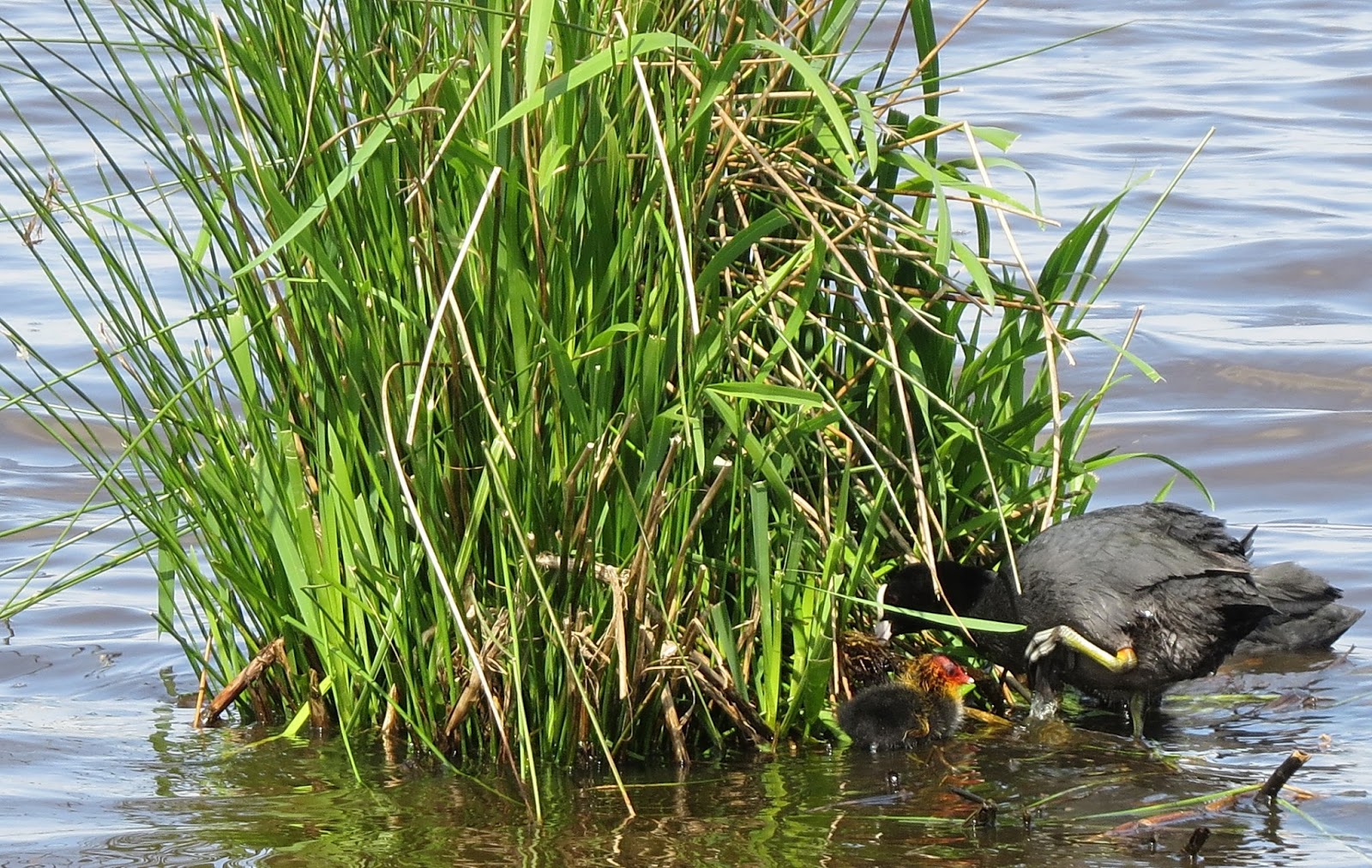 De Vogelaars: De Groene Jonker, Ruygeborg en Botshol. Een excursie van ...