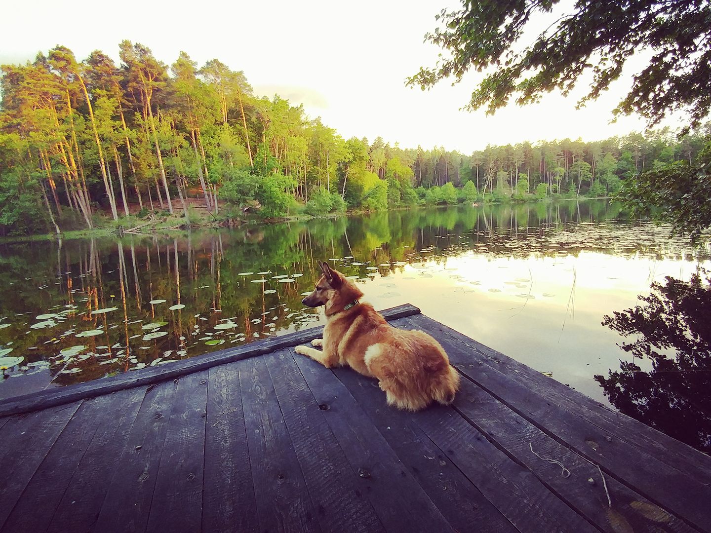 Dziabongowo: Bory Tucholskie – wspaniałe miejsce na wypad z psem.