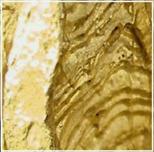 National Reserve Currency