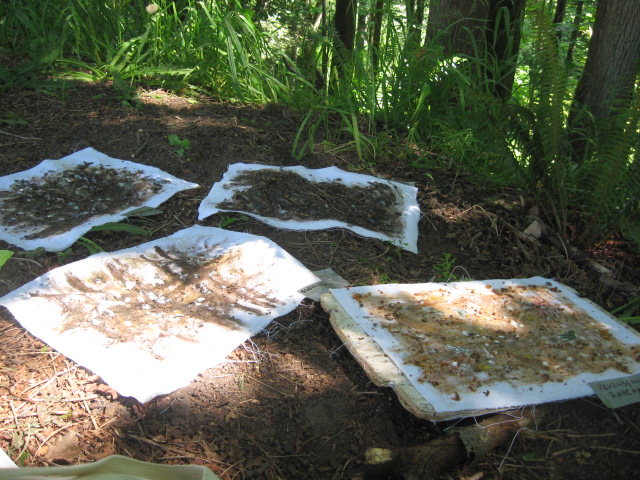 Drawing with Nature: June 2011: Ravenna Park Ravine drawings, Seattle ...