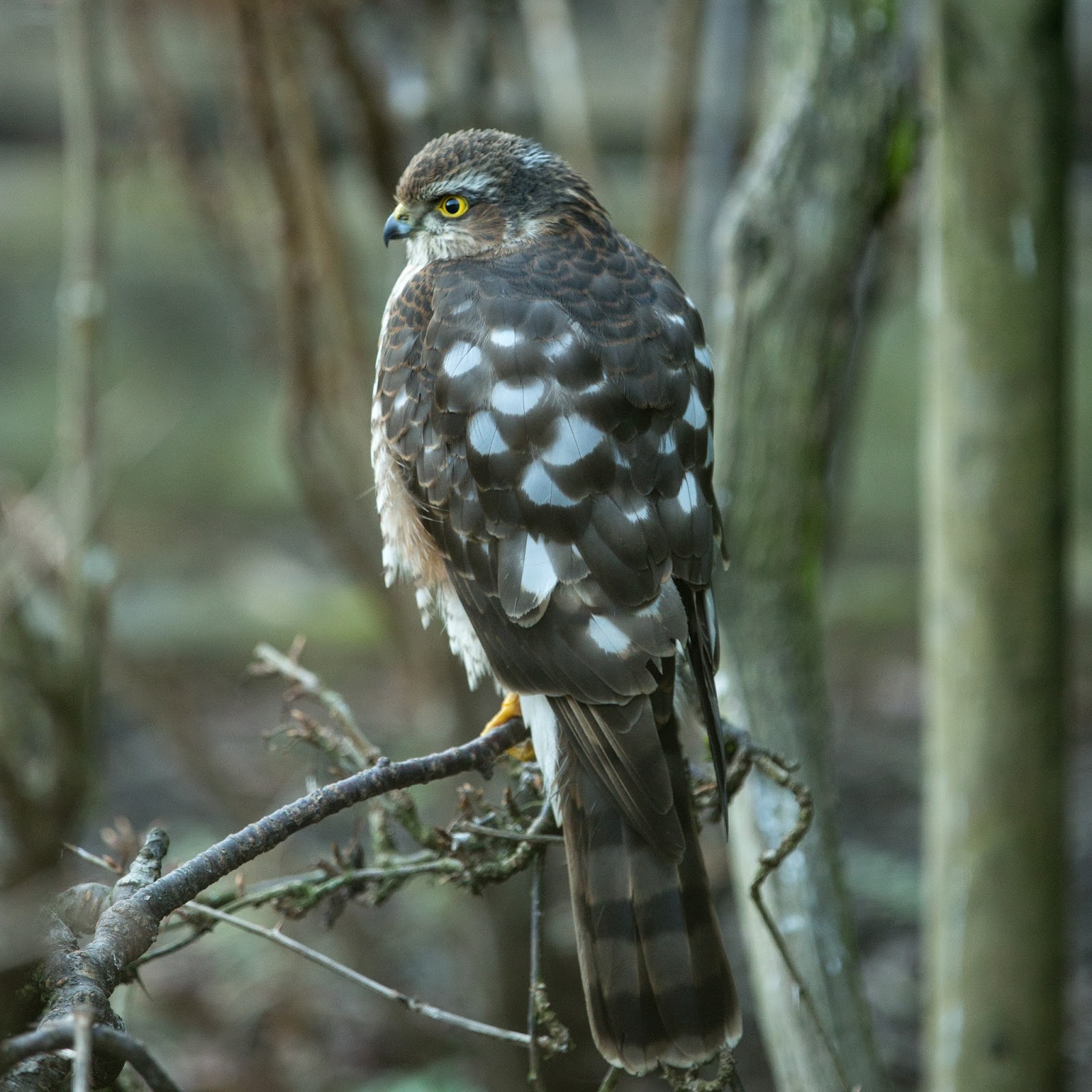 TrogTrogBlog: Fan-tailed sparrowhawk