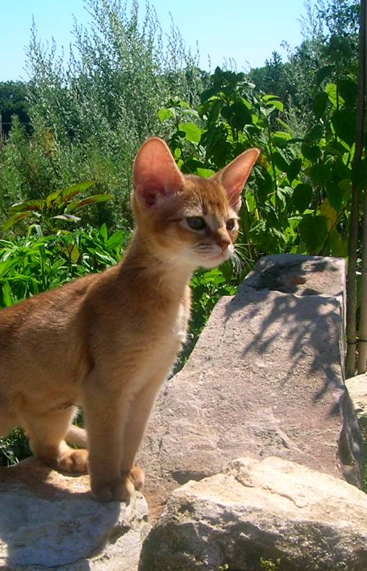 Elevage des Chasse-Dragons: Nos Abyssins