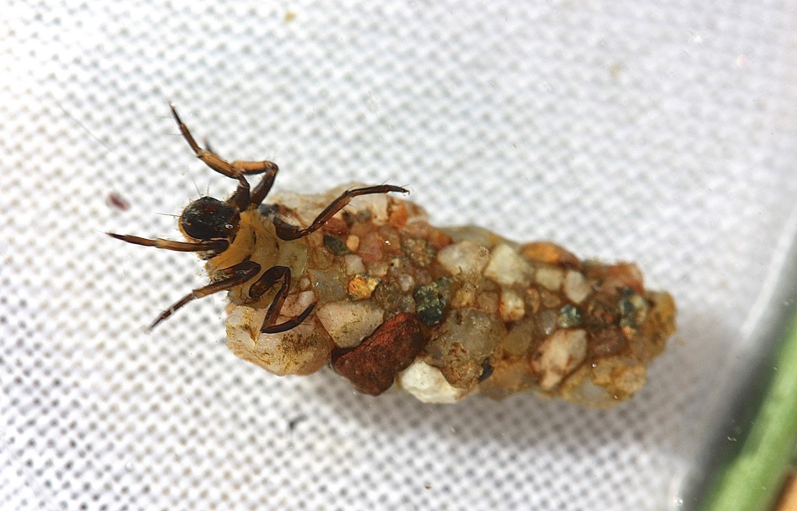 Aquatic Insects of Central Virginia: Isoperla season at the Rapidan River