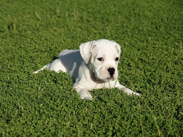 Kumpulan Foto Anak Anjing Lucu dan Imut | GambarBinatang.Com