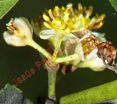 Jesus Palenzuela Borges: Loro, laurel (Laurus novocanariensis).