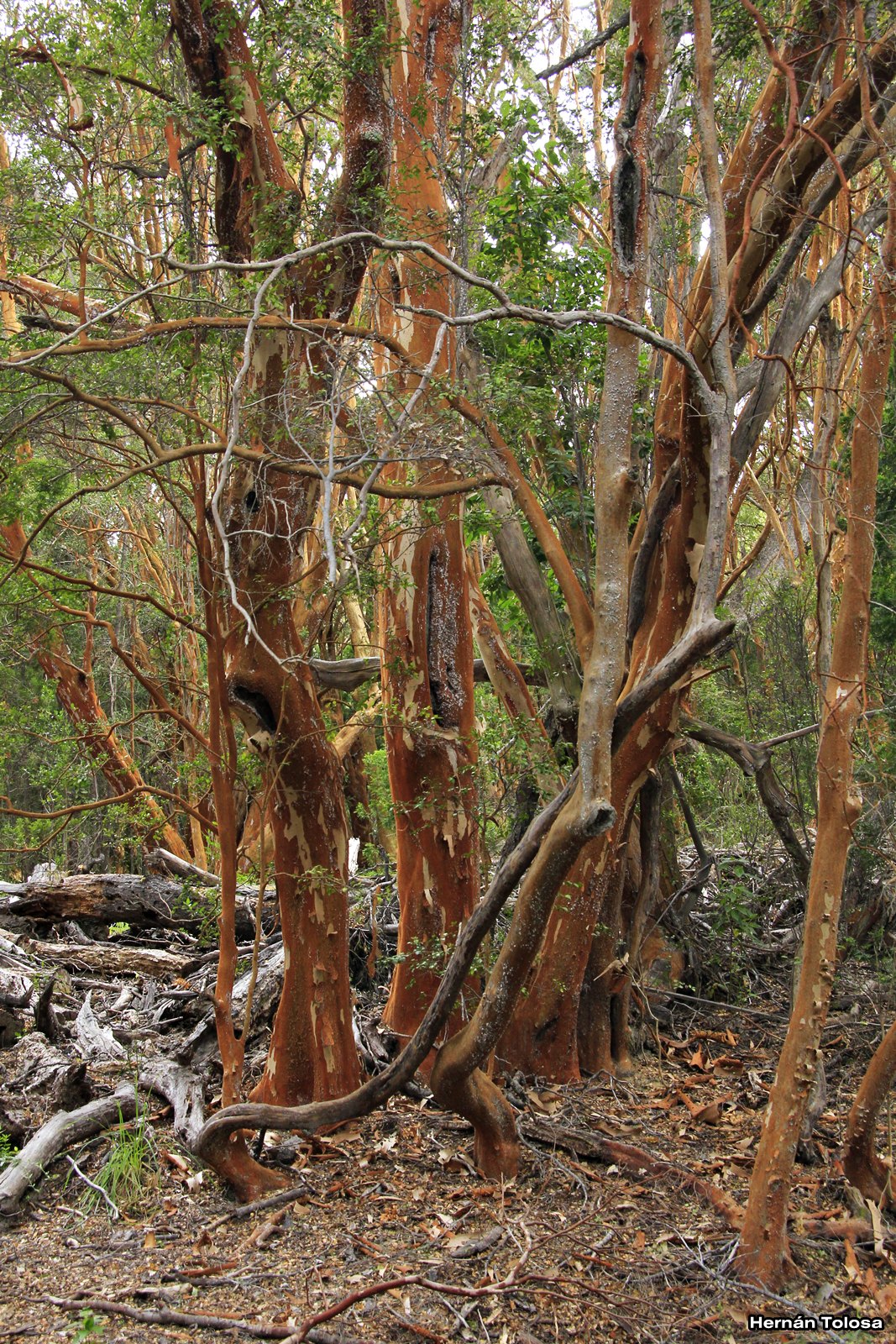 Patagonia: Arrayán (Luma apiculata)
