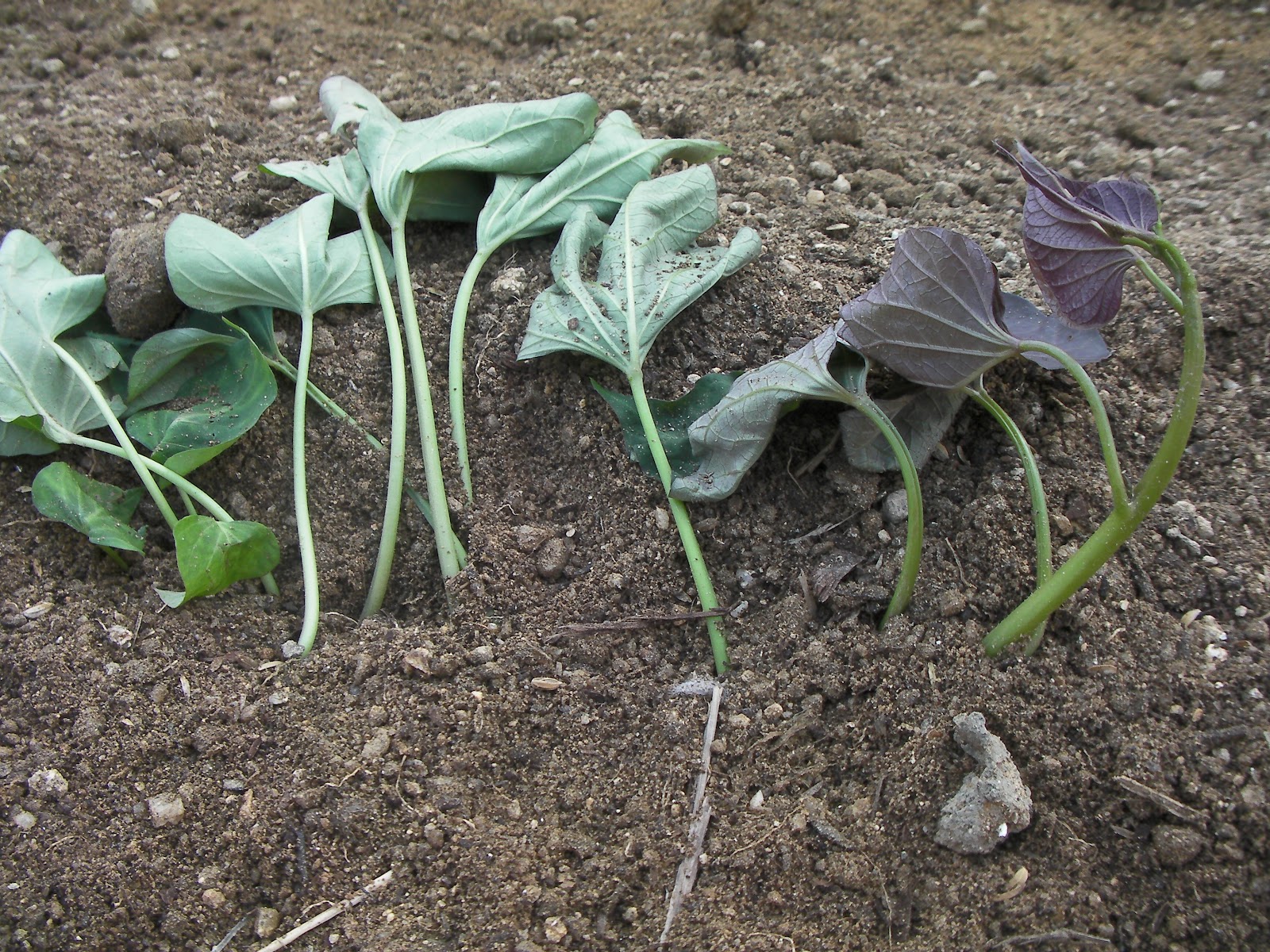 Small vege garden in a suburb: Planting sweet potato sprouts