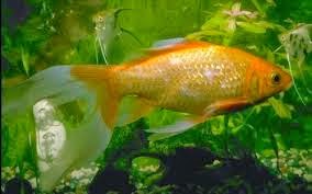 Slim-bodied Goldfish