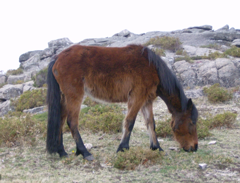 ASCENDENS: CAVALO GARRANO - PORTUGAL