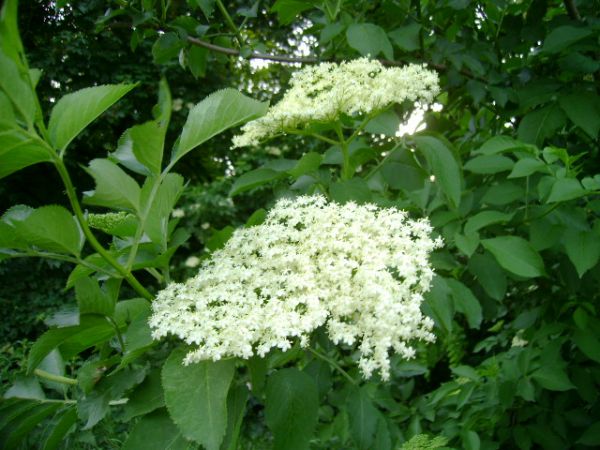 Medicina naturii: Arbusti