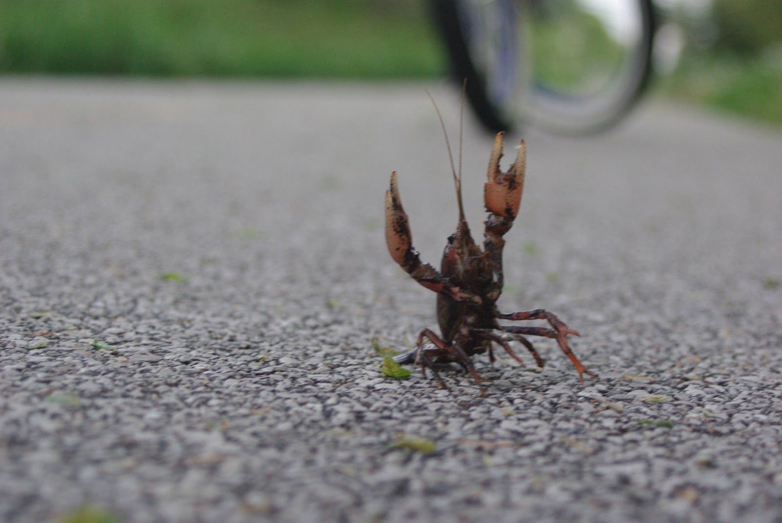 Crayfish got a present (4 pics) | Amazing Creatures