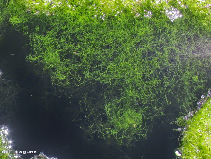 Flora Belalcazarensis: El Pilar y su ova