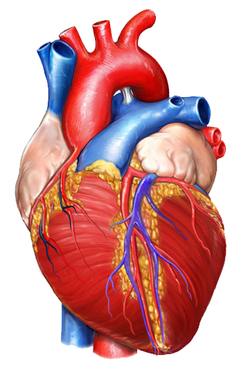 Anatomi Tubuh Black Nurse: anatomi jantung