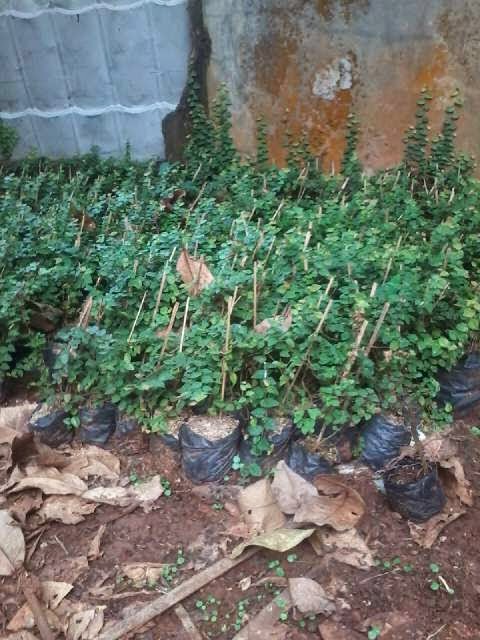 14+ Koleksi Baru Tanaman Rambat Atap Rumah