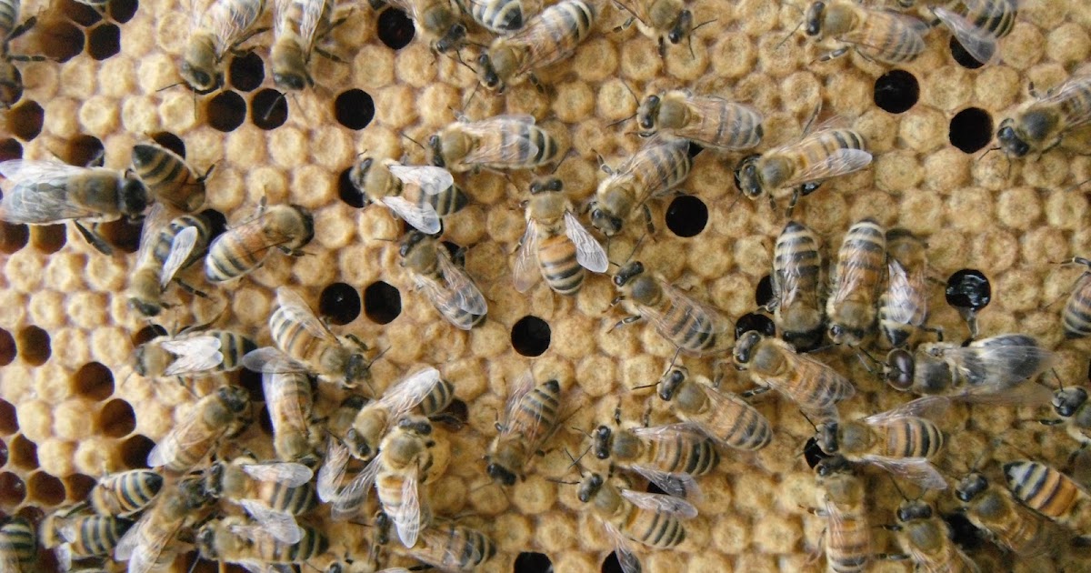 The Bee Journal: Fun Fact: More about Heater Bees