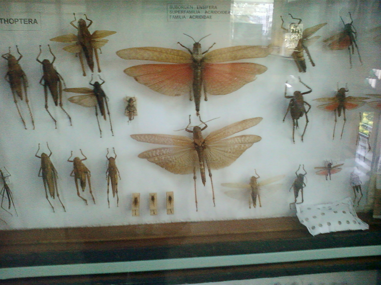 El tiempo libre: Museo de Historia Natural