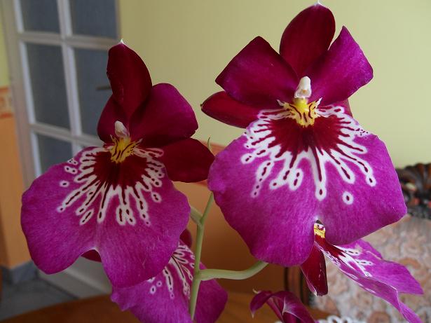 Magdi gyöngyékszerek: Árvácska orchidea