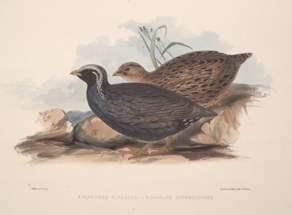 Himalayan Quail