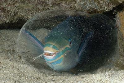 Parrotfish poop for healthy reefs!