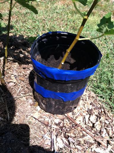 Figs Fort Smith!: Air Layering Fig Trees