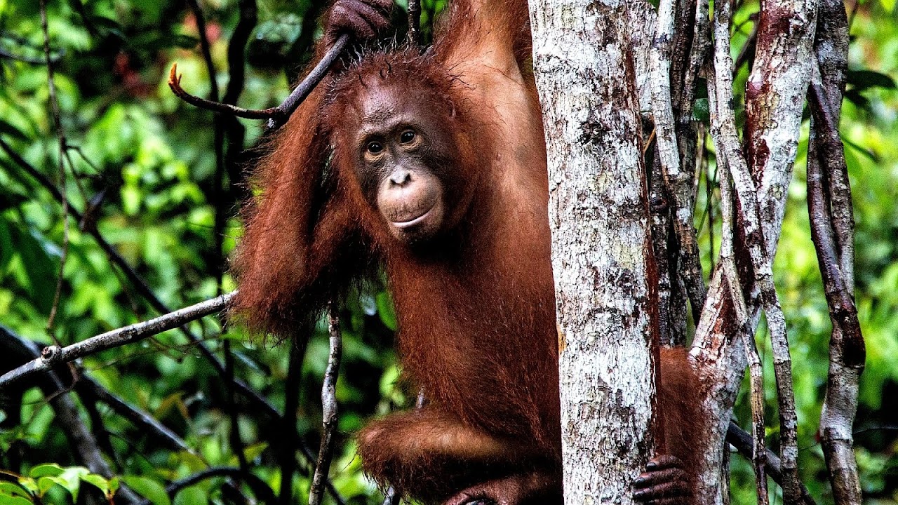 List Of Endangered Animals In The Rainforest - Danger Choices