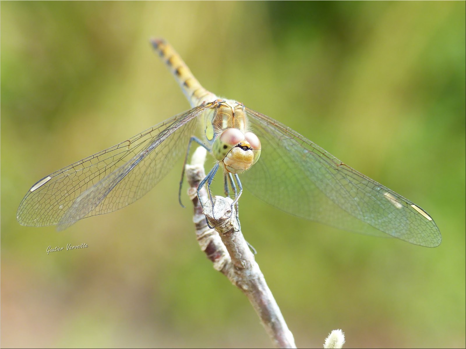 Les Libellules si rapides et importantes pour la Nature aussi